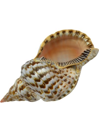 The Seashell Company