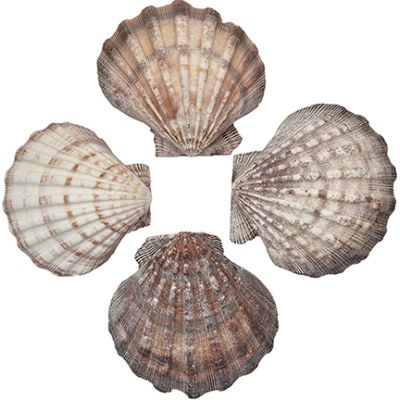Large Shells & Conchs