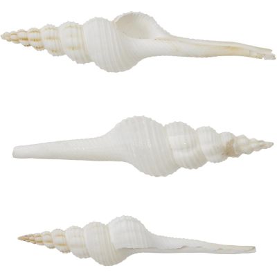 Other Shell Varieties - Seashells