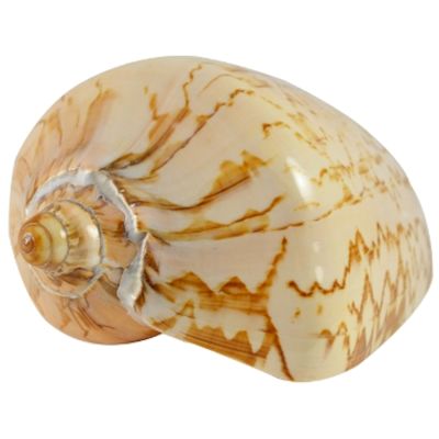Large Shells & Conchs