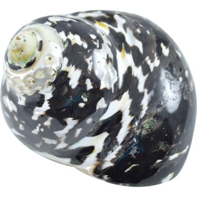 Other Shell Varieties - Seashells