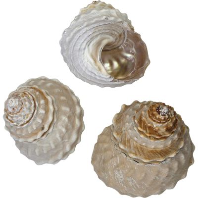 Seashells