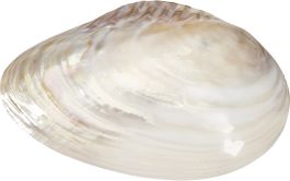 2 Fresh Water Clam Pearled Shells 7-8" (Set of 2)