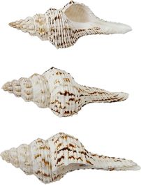 15 Spindle Shells Brown & White 3-4" (Set of 15)