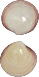4 Tiger Clam Pair Polished Shells 3-4" (Set of 4)