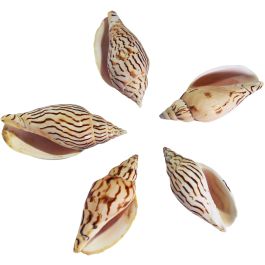 6 Zebra Striped Volute Shells 3-4" (Set of 6)