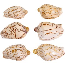 6 Noble Volute Polished Shells 2-3" (Set of 6)