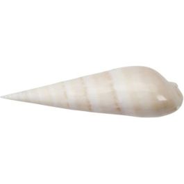 Terebra Maculata Flesh Polished Shell 5-7"