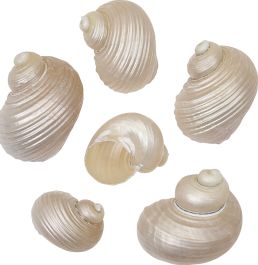 12 Pearled Turbo Setosus 1-2" (Set of 12)