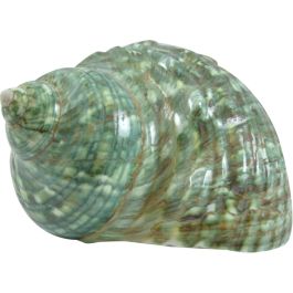 Jade Turbo Polished Seashell 3-3.5"