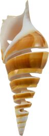 10 Tibia Spiral Cut Decorative Shells 4-5" (Set of 10)