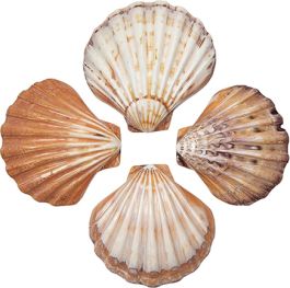 2 Orange Lion's Paw Polished Decorative Shells 5-7" (Set of 2)