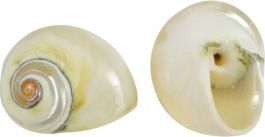 15 Snail Polished Shells 1" (Set of 15)