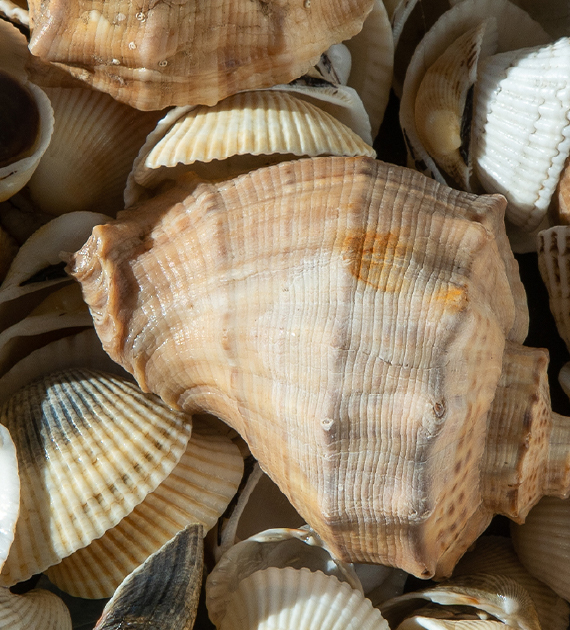 The Seashell Company
