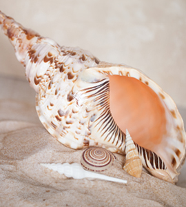 The Seashell Company